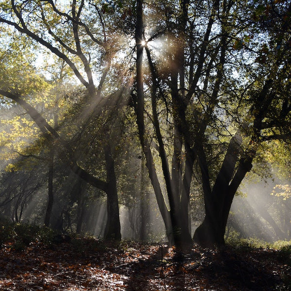 How Oak Trees Are Fundamental to Our Fragrances | Scents of Wood ...